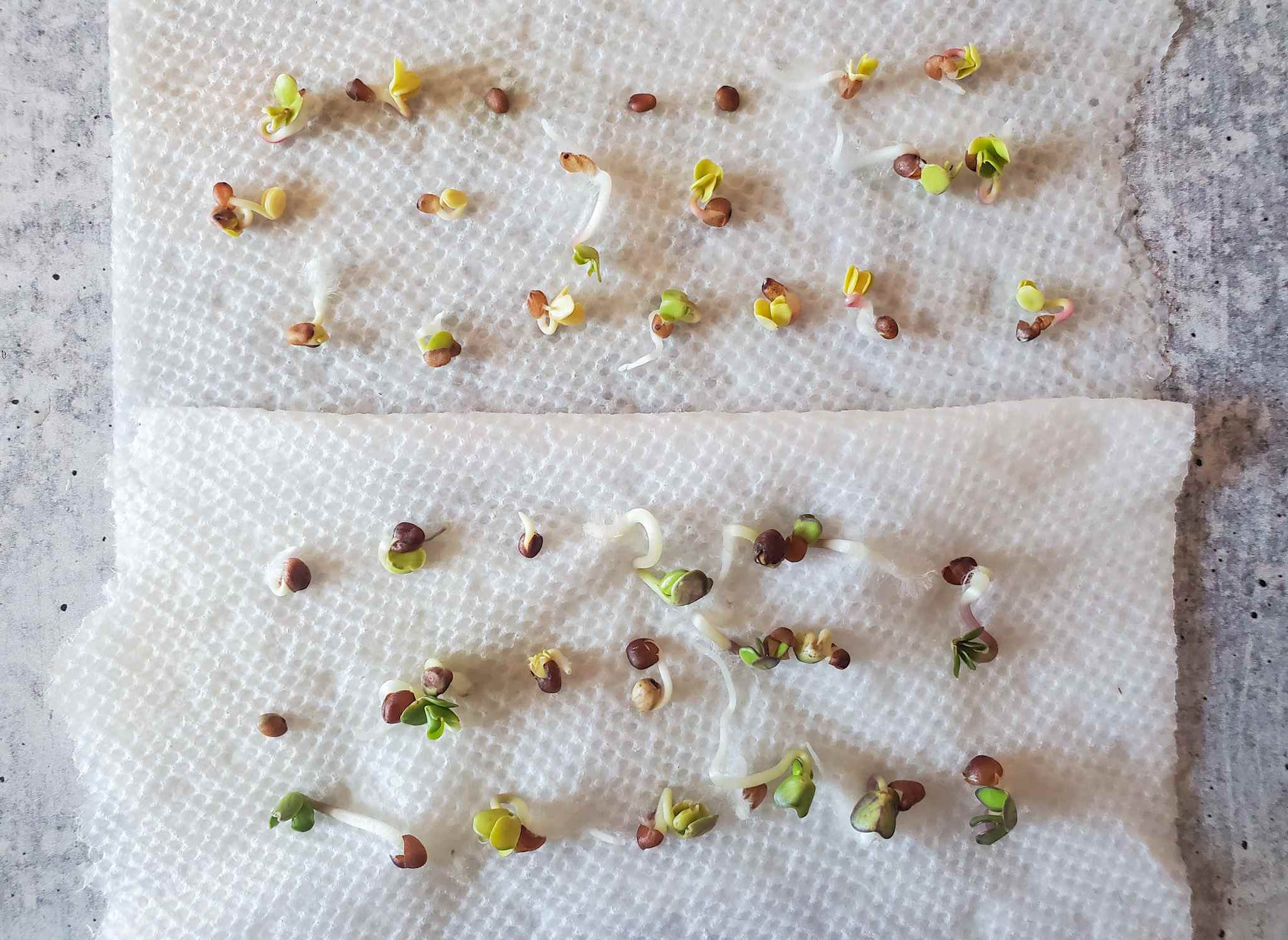 What Do Germination Rates Mean? | Mandako